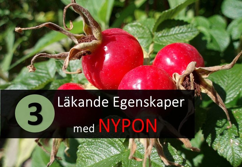 Nyponpulver – 3 läkande egenskaper och hur det används | Magkliniken